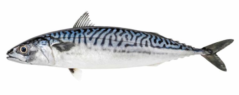 Caballa | Pescados Vixa