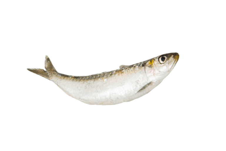 Sardina | Pescados Vixa